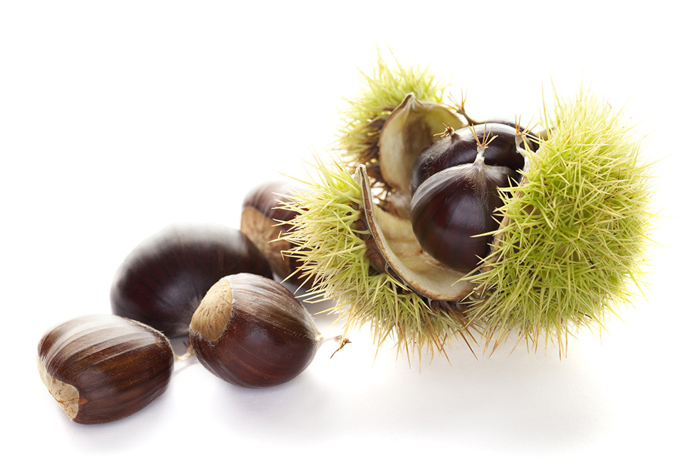 Kesten kao lijek: prirodni saveznik zdravlja - Gracija